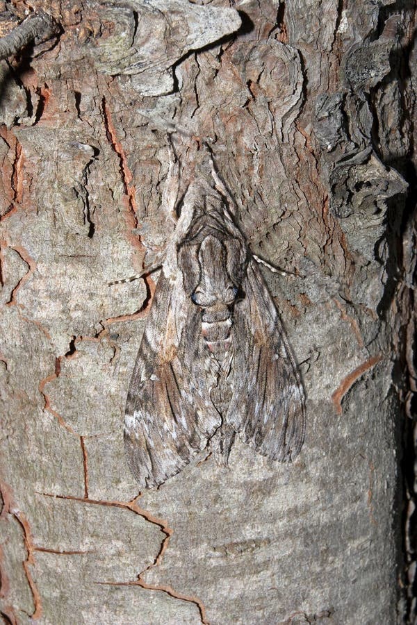 Convolvulus Hawk-moth on the Pine Tree Bark Stock Image - Image of ...