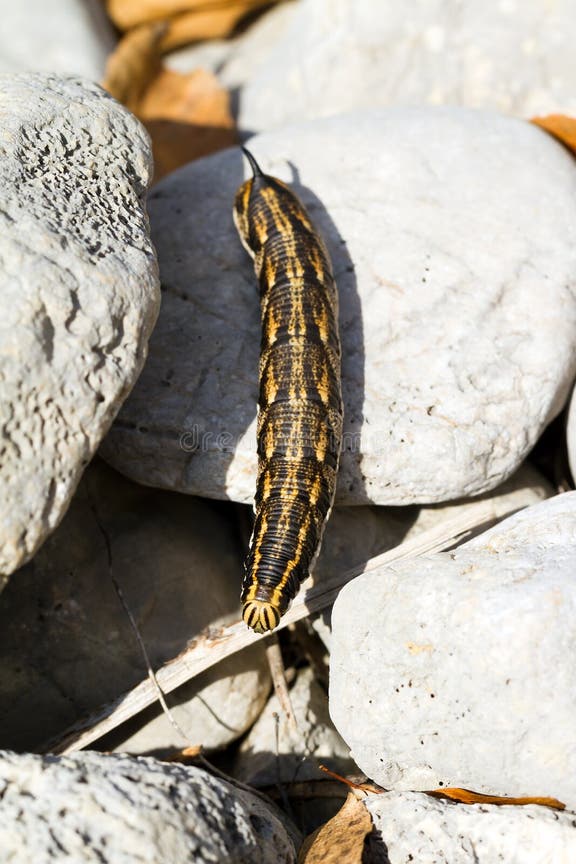Convolvulus Hawk-moth Rocks Stock Photo - Image of closeup, colorful ...