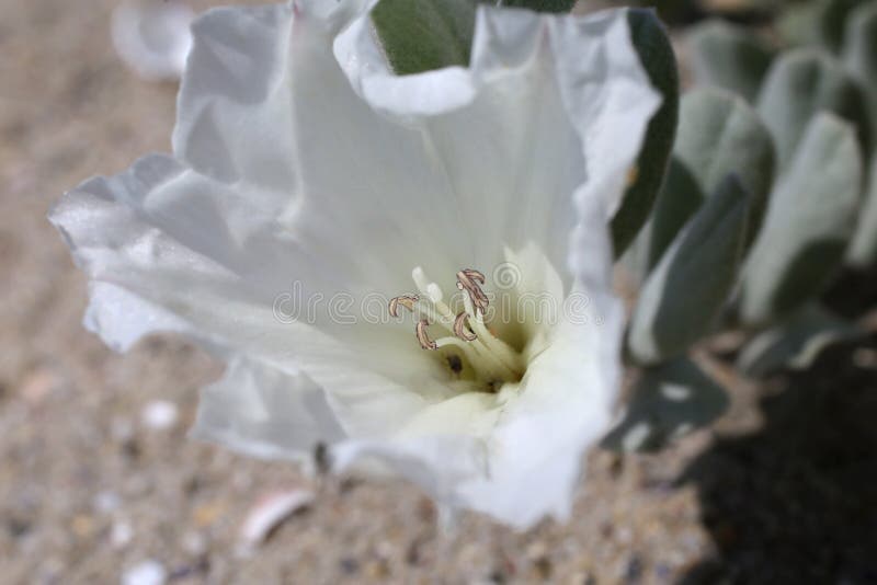 Convolvulus Persicus - Wild Plant Shot in the Summer. Stock Image ...