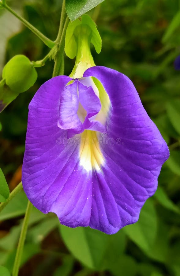 Convolvulus Pluricaulis or Shankhpushpi Flower Stock Image - Image of ...