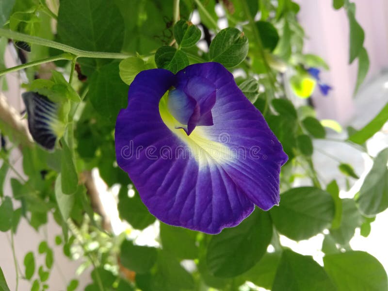 Convolvulus Pluricaulis or Shankhpushpi Flower and Leaf Stock Photo ...