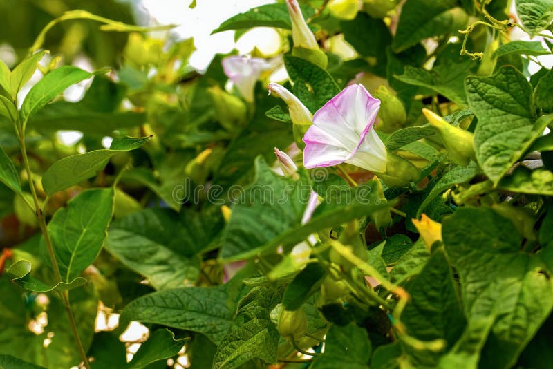 Convolvulus. stock photo. Image of arvensis, morning - 323625532