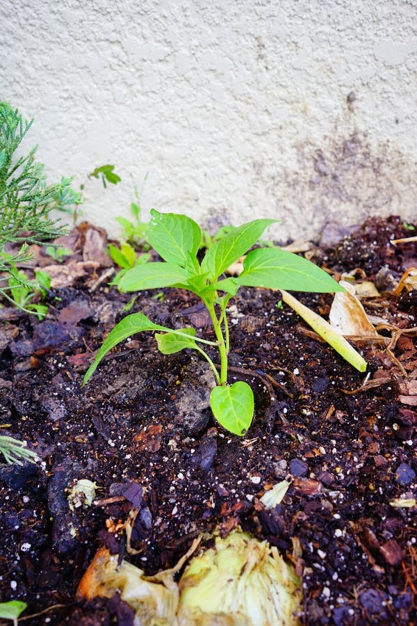 Convolvulus stock photo. Image of allotment, earth, blue - 114943700