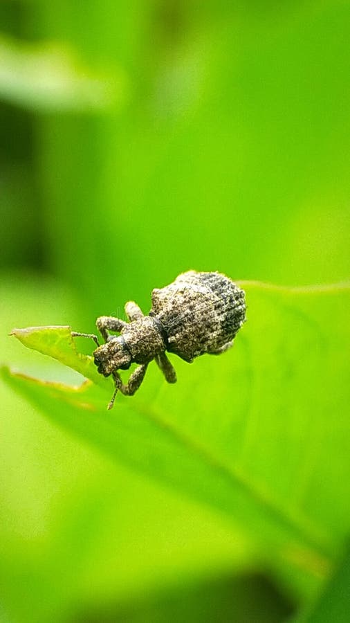 Convolvulus Weevils are Insects that Resemble the Color of Woodma Stock ...
