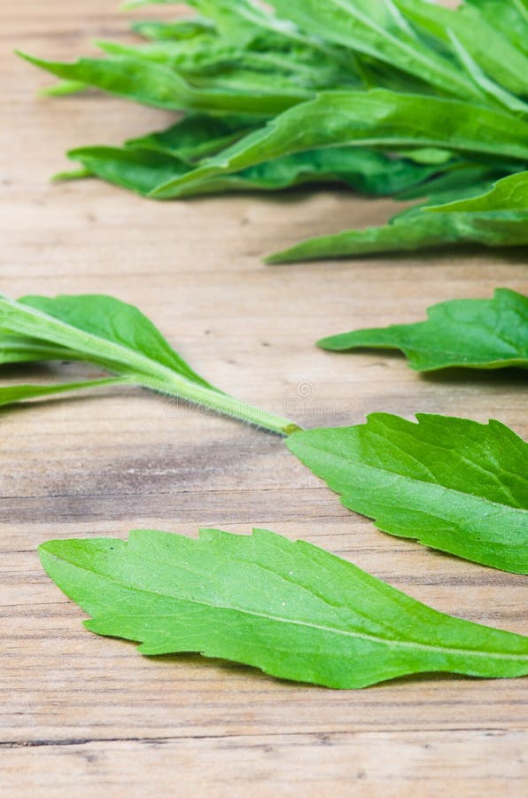 Conyza canadensis stock photo. Image of flora, leaf, close - 56939850