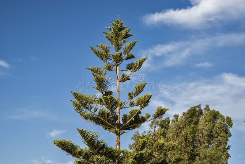 Cook pine closeup stock photo. Image of cook, evergreen - 251325832
