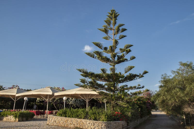 Cook pine closeup stock photo. Image of cook, landscape - 251325852