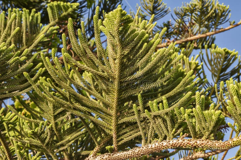 Cook pine closeup stock photo. Image of outdoor, evergreen - 251325842