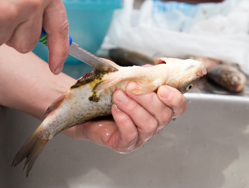 403 Fish Guts Stock Photos - Free & Royalty-Free Stock Photos from ...