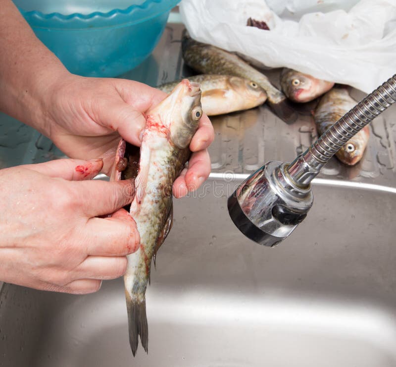 The Cook Pulls the Guts Out of the Fish Stock Image - Image of home ...