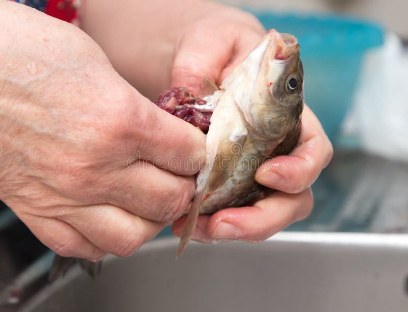 The Cook Pulls the Guts Out of the Fish Stock Image - Image of cooking ...
