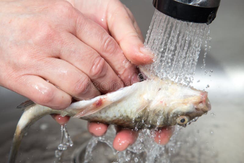 A Man Washes Cut Fish in Nature Stock Photo - Image of fresh, clean ...