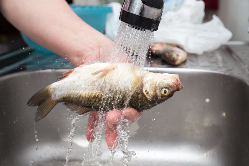 A Man Washes Cut Fish in Nature Stock Photo - Image of fresh, clean ...