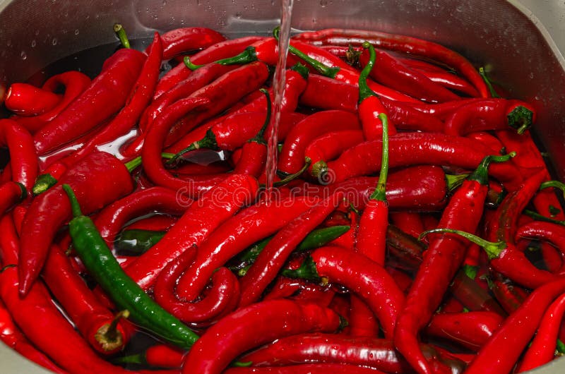Cook Washes Red Chili Pepper with Water Stock Image - Image of cooking ...