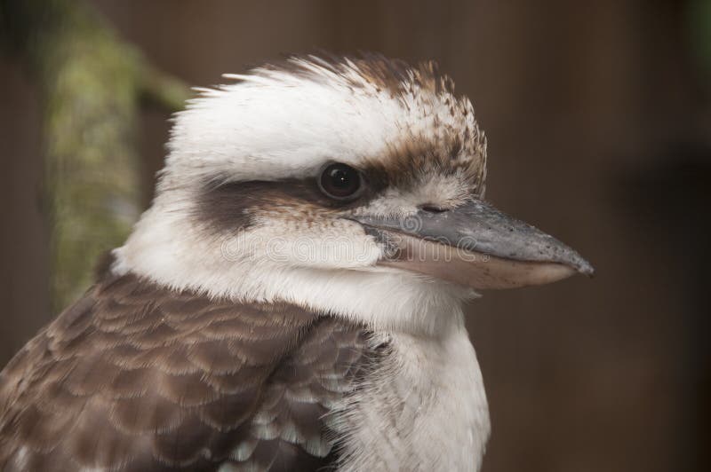 Cookaboro Head stock image. Image of bird, ccokaboro - 46754553