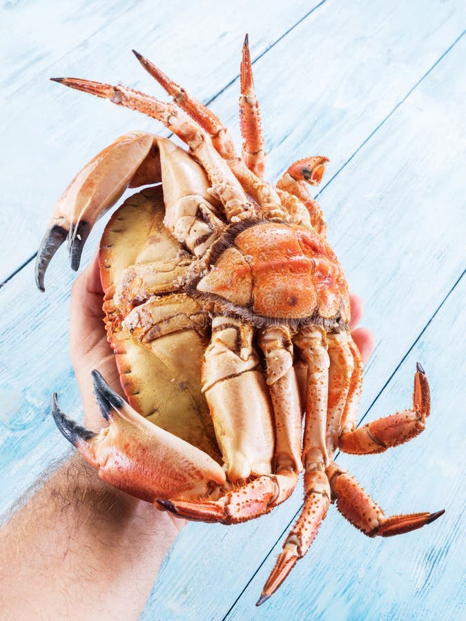 Cooked Brown Crab or Edible Crab. Stock Image - Image of blue ...