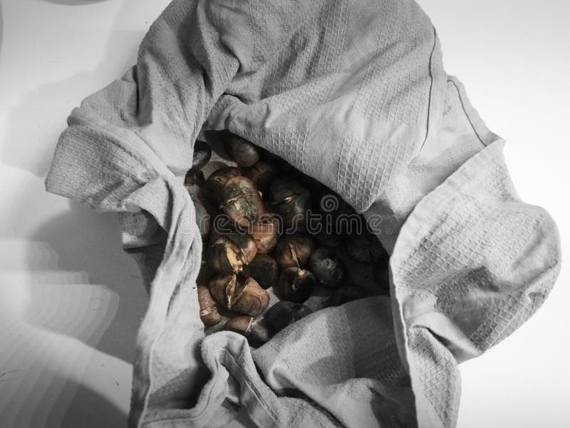 Cooked Cestnuts Covered with a Rag Stock Image - Image of roast, focus ...