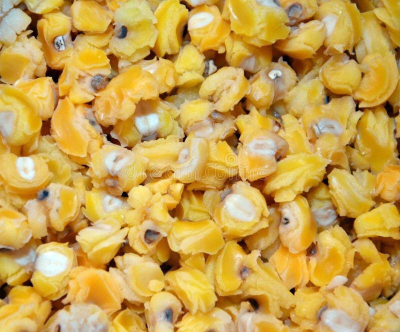 Boiled Corn Seeds on White Background Stock Image - Image of breakfast ...