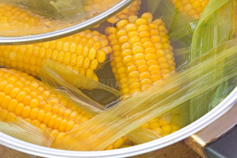 Cooked corn cobs in pot stock image. Image of water - 100959123