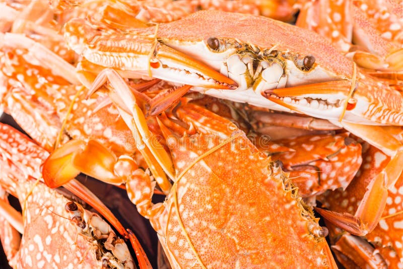 Cooked crab stock image. Image of cooking, meal, cook - 83233487