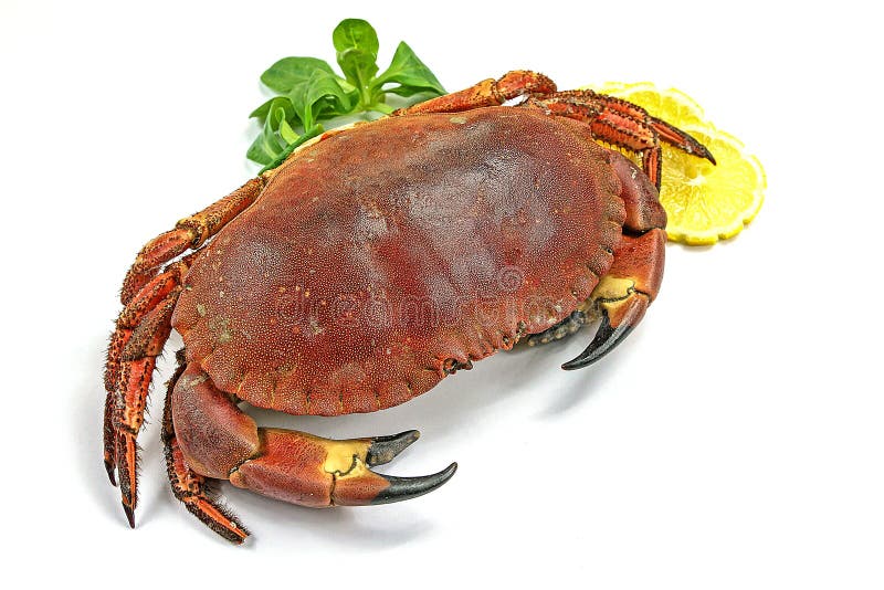 Crab on a white background stock image. Image of ocean - 172876641