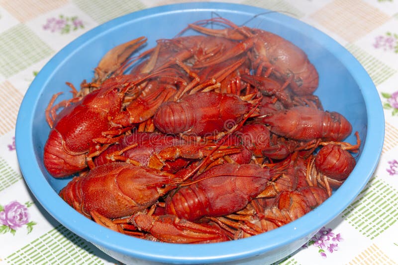 Cooked crawfish, delicacy. stock image. Image of dinner - 125256469
