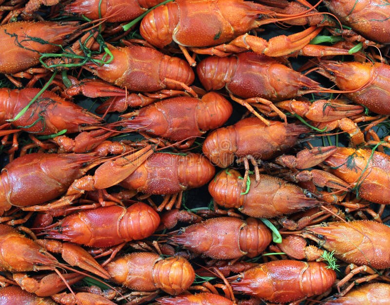 Cooked crayfish stock photo. Image of seafood, objects - 31642634