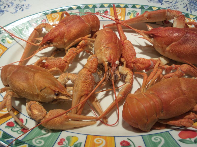 Cooked crayfish stock image. Image of served, heads, tasteful - 48225837