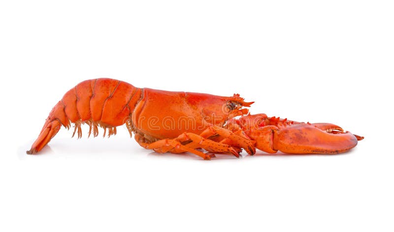 Cooked European Common Red Lobster Stock Image - Image of freshness ...