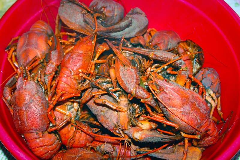 Cooked crawfish, delicacy. stock photo. Image of lunch - 125256262