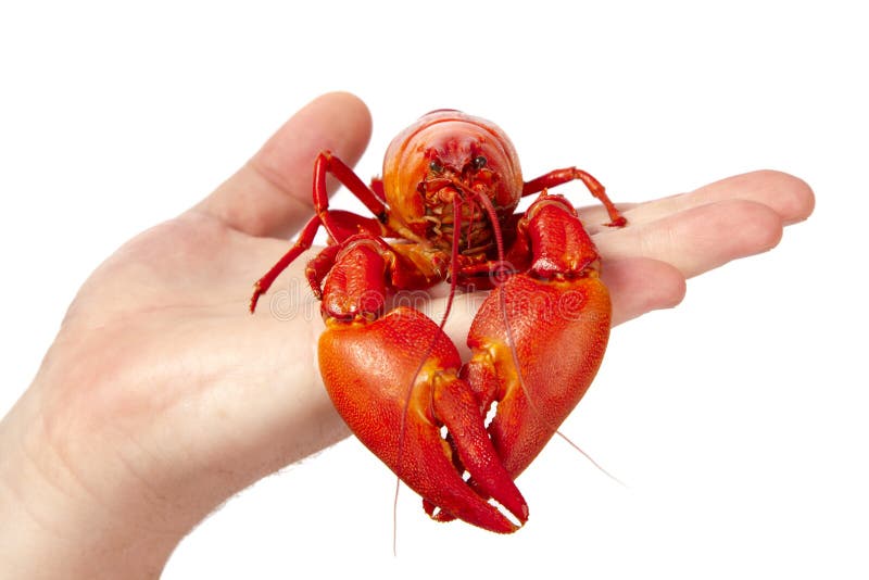 Cooked Freshwater Crayfish on Hand Stock Image - Image of food, fresh ...