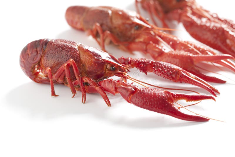 Cooked Freshwater Crayfish on Hand Stock Image - Image of food, fresh ...