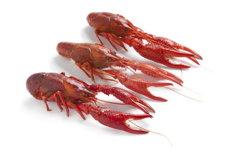 Cooked Freshwater Crayfish on Hand Stock Image - Image of food, fresh ...