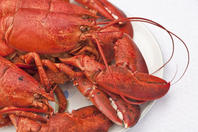Blue Lobster stock image. Image of ultramarine, maine, oceanic - 10463