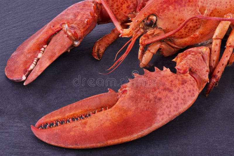 Cooked lobster stock photo. Image of seafood, rock, lobster - 45091296