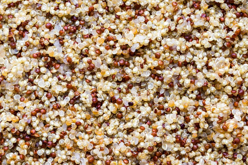 Cooked Mixture of Red and White Quinoa. Food Texture Stock Image ...