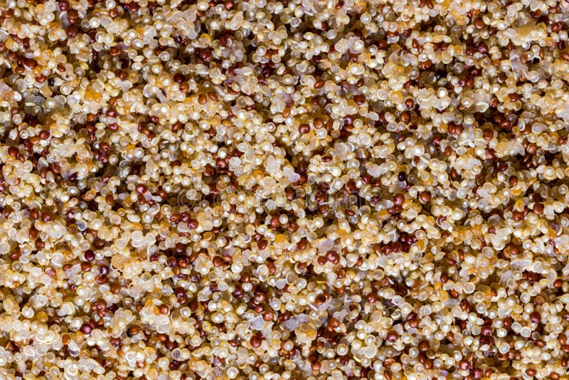 Cooked Mixture of Red and White Quinoa. Food Texture Stock Photo ...