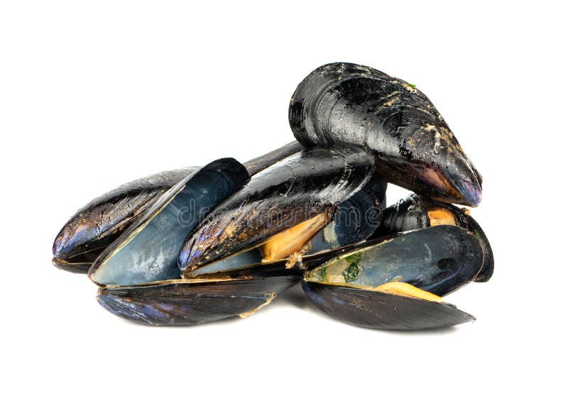 Cooked mussel in shell stock image. Image of closeup - 108113077