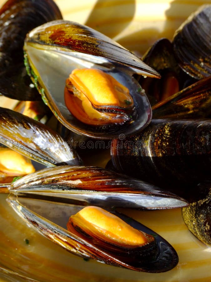 Cooked mussels stock photo. Image of food, cook, mussel - 2232274