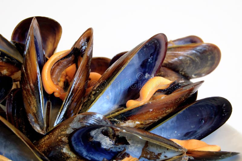 Cooked mussels stock photo. Image of mussel, fish, food - 8536152