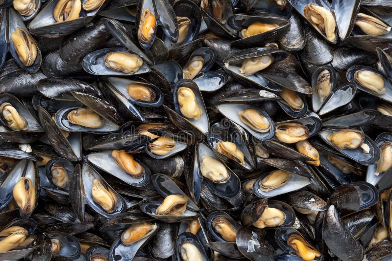 Cooked mussels full frame stock image. Image of cooked - 12953507