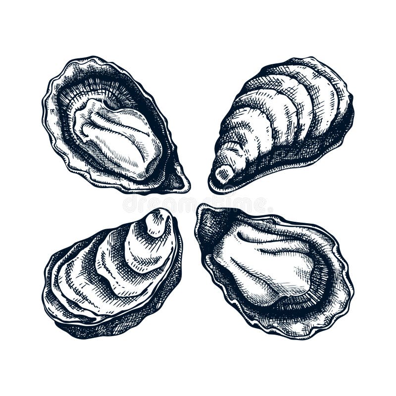 Sea Shells Sketch Set. Hand Drawn Vector Drawing of Different Types Sea ...