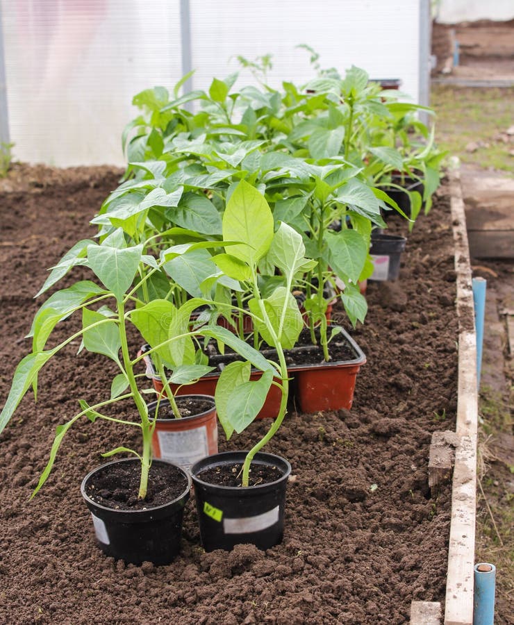 Cooked in pots seedlings. stock image. Image of soil - 87665683