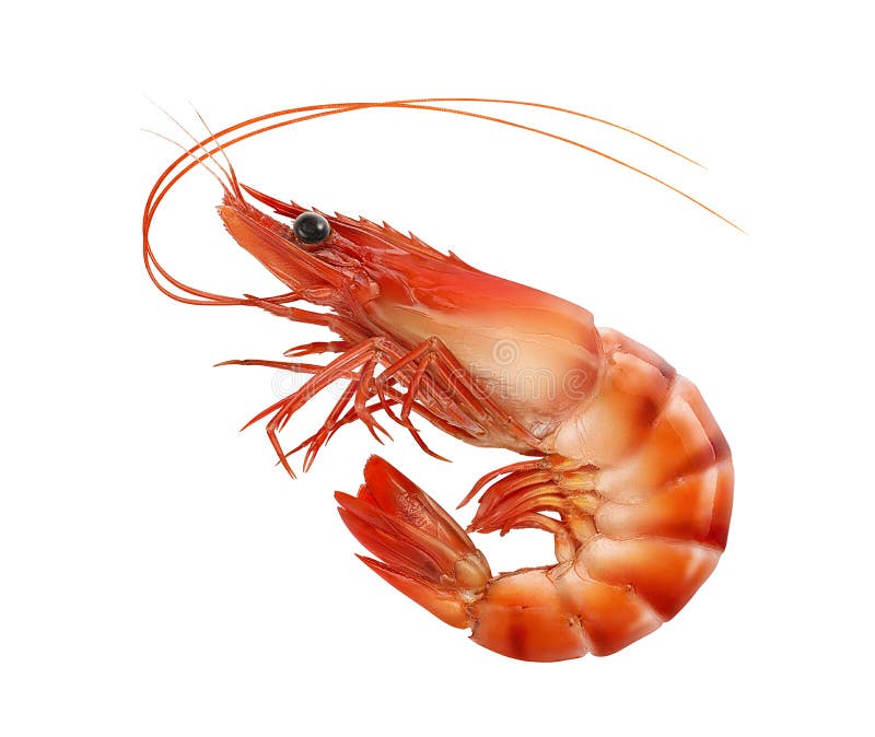 Tiger Shrimp Stock Images - Download 14,787 Royalty Free Photos