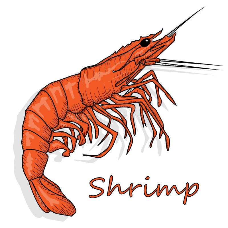 Red Cooked Prawn or Tiger Shrimp Vector Illustration Isolated on White ...