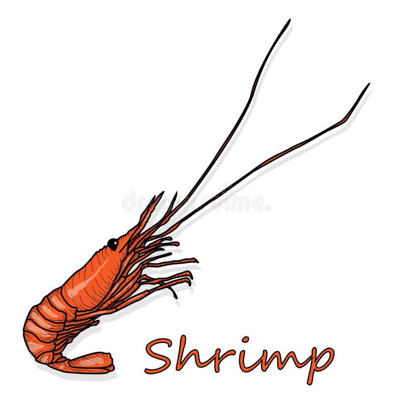 Red Cooked Prawn or Tiger Shrimp Vector Illustration Isolated on White ...