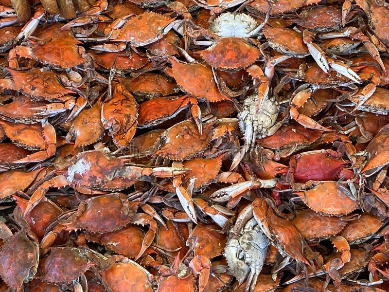 Cooked Red Hardshell Crabs Ready To Eat Stock Image - Image of claws ...