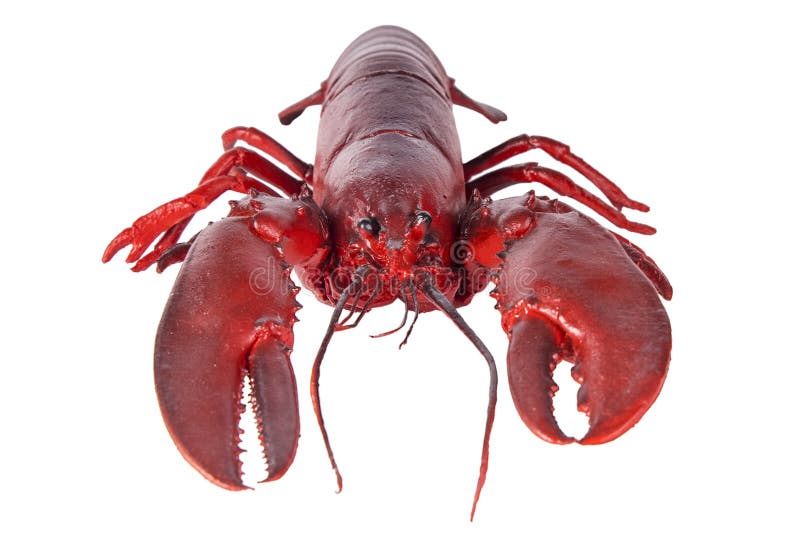 Lobster Front View stock photo. Image of expensive, steamed - 84231292