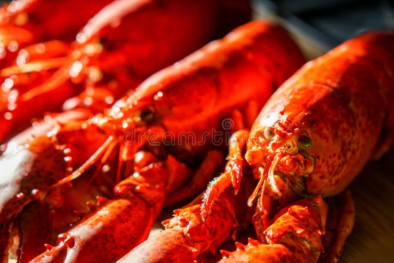 Cooked red Lobsters stock image. Image of exotic, ornate - 73257507