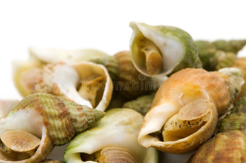 Cooked shell stock image. Image of water, marine, healthy - 6405347